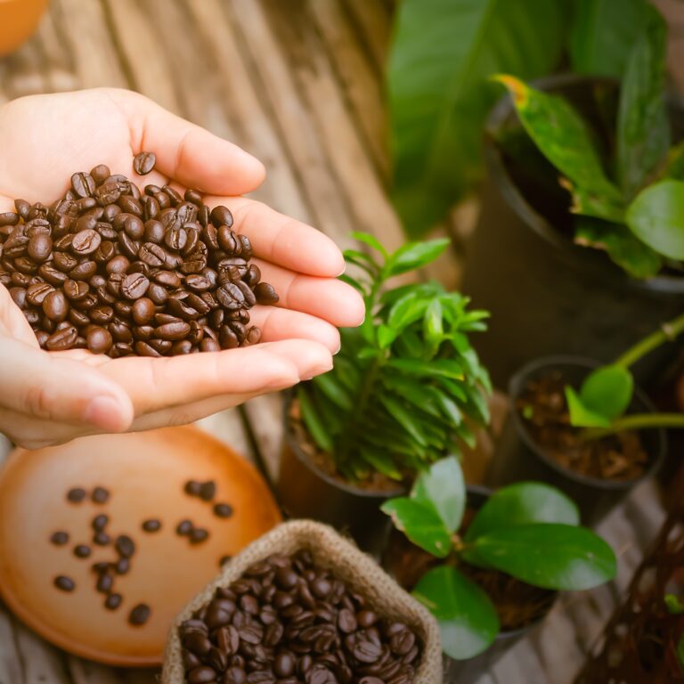 Jenis-jenis Biji Kopi di Indonesia, Karakteristiknya, Hingga Potensi Usahanya